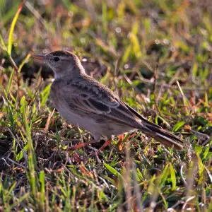 Red-capped lark - Facts, Diet, Habitat & Pictures on Animalia.bio