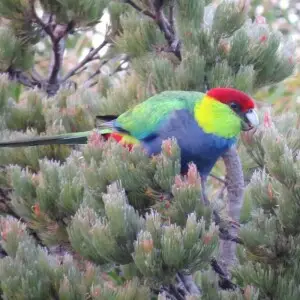 Red-capped parrot - Facts, Diet, Habitat & Pictures on Animalia.bio