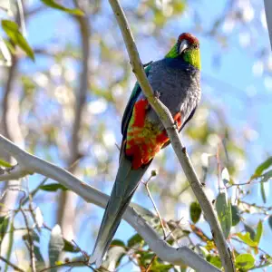 Red-capped parrot - Facts, Diet, Habitat & Pictures on Animalia.bio