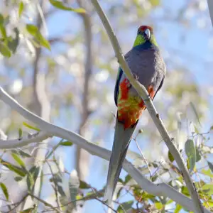 Red-capped parrot - Facts, Diet, Habitat & Pictures on Animalia.bio