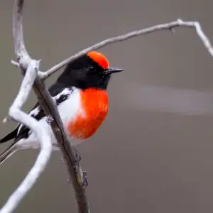 Red-capped robin - Facts, Diet, Habitat & Pictures on Animalia.bio