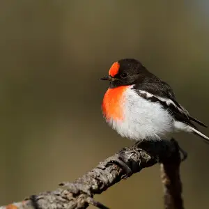 Red-capped robin - Facts, Diet, Habitat & Pictures on Animalia.bio