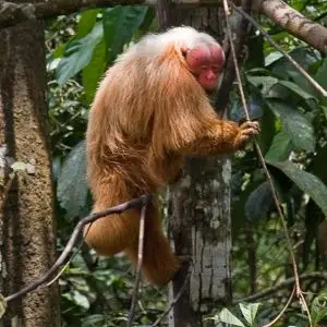 Bald Uakari - Facts, Diet, Habitat & Pictures on Animalia.bio