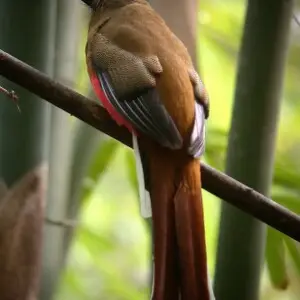 Red-headed trogon - Facts, Diet, Habitat & Pictures on Animalia.bio