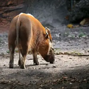 Red River Hog - Facts, Diet, Habitat & Pictures on Animalia.bio