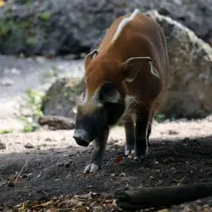 Red River Hog - Facts, Diet, Habitat & Pictures on Animalia.bio