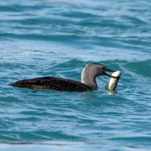 Red-throated loon - Facts, Diet, Habitat & Pictures on Animalia.bio