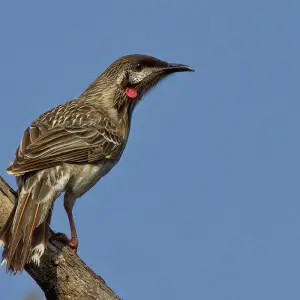 Red wattlebird - Facts, Diet, Habitat & Pictures on Animalia.bio