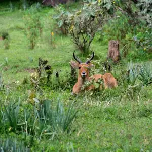 Mountain Reedbuck - Facts, Diet, Habitat & Pictures on Animalia.bio