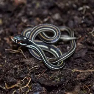 Ribbon Snake - Facts, Diet, Habitat & Pictures on Animalia.bio