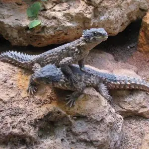 Giant Girdled Lizard - Facts, Diet, Habitat & Pictures on Animalia.bio