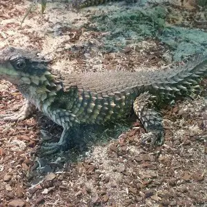 Giant Girdled Lizard - Facts, Diet, Habitat & Pictures on Animalia.bio