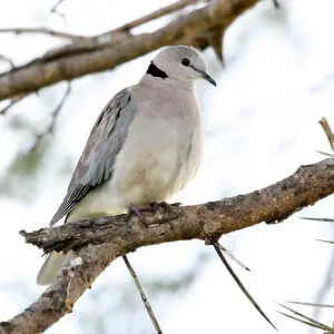Streptopelia capicola - факти, дієта, ареал і фотографії на Animalia.bio