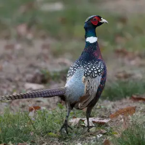 Common Pheasant - Facts, Diet, Habitat & Pictures on Animalia.bio