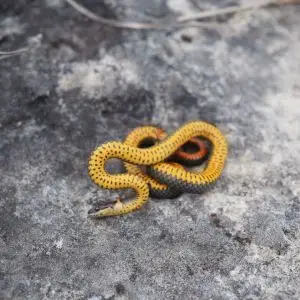 Ring-Necked Snake - Facts, Diet, Habitat & Pictures on Animalia.bio
