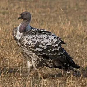 Rüppell's Vulture - Facts, Diet, Habitat & Pictures on Animalia.bio