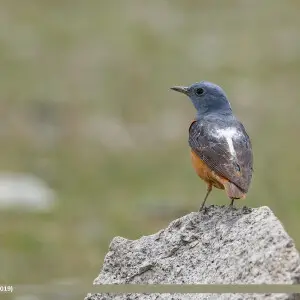 Common rock thrush - Facts, Diet, Habitat & Pictures on Animalia.bio