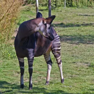 Okapi - Facts, Diet, Habitat & Pictures on Animalia.bio