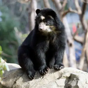 Spectacled Bear - Facts, Diet, Habitat & Pictures on Animalia.bio