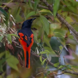 Scarlet minivet - Facts, Diet, Habitat & Pictures on Animalia.bio