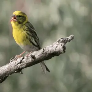 European serin - Facts, Diet, Habitat & Pictures on Animalia.bio