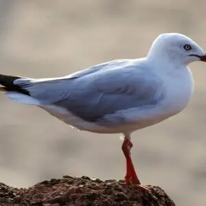Silver gull - Facts, Diet, Habitat & Pictures on Animalia.bio