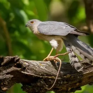 Shikra - Facts, Diet, Habitat & Pictures on Animalia.bio