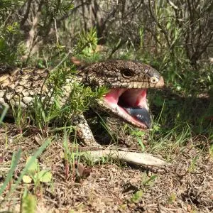 Shingleback Lizard - Facts, Diet, Habitat & Pictures on Animalia.bio