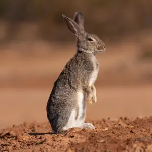 European Rabbit - Facts, Diet, Habitat & Pictures on Animalia.bio