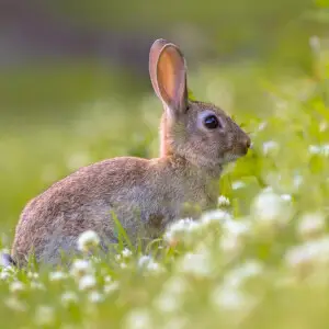 European Rabbit - Facts, Diet, Habitat & Pictures on Animalia.bio