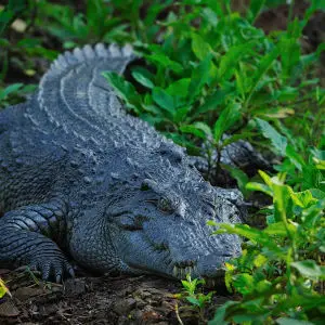 Siamese Crocodile - Facts, Diet, Habitat & Pictures on Animalia.bio