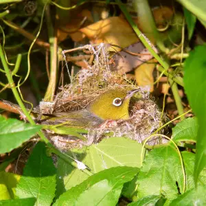 Silvereye - Facts, Diet, Habitat & Pictures on Animalia.bio