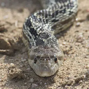 Gopher Snake - Facts, Diet, Habitat & Pictures on Animalia.bio