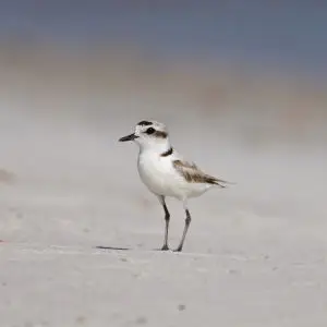 Snowy Plover - Facts, Diet, Habitat & Pictures on Animalia.bio