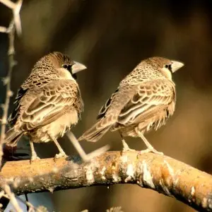 Sociable weaver - Facts, Diet, Habitat & Pictures on Animalia.bio