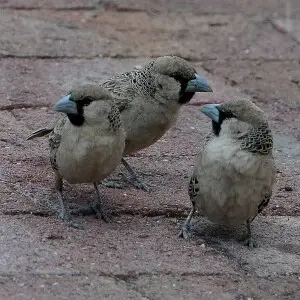 Sociable weaver - Facts, Diet, Habitat & Pictures on Animalia.bio