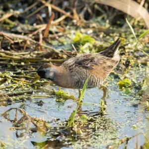 Sora - Facts, Diet, Habitat & Pictures on Animalia.bio
