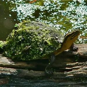 Amboina box turtle - Facts, Diet, Habitat & Pictures on Animalia.bio