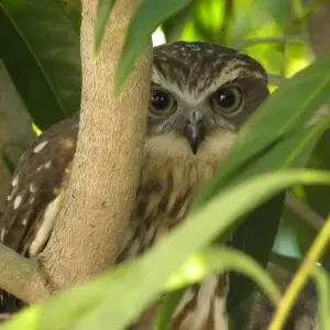 Australian boobook - Facts, Diet, Habitat & Pictures on Animalia.bio