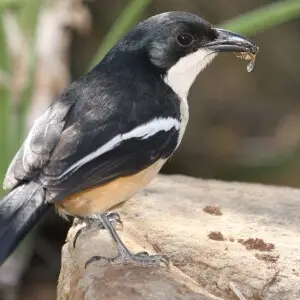 Southern boubou - Facts, Diet, Habitat & Pictures on Animalia.bio