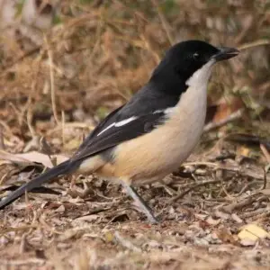 Southern boubou - Facts, Diet, Habitat & Pictures on Animalia.bio