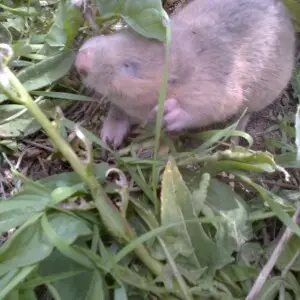 Greater mole-rat - Facts, Diet, Habitat & Pictures on Animalia.bio