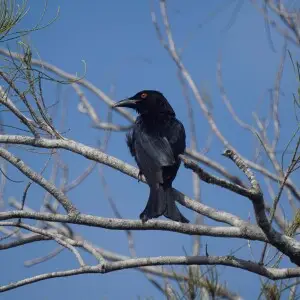 Spangled drongo - Facts, Diet, Habitat & Pictures on Animalia.bio