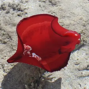 Spanish dancer - Facts, Diet, Habitat & Pictures on Animalia.bio