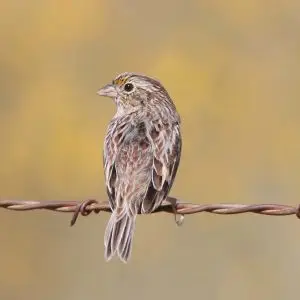 Grasshopper Sparrow - Facts, Diet, Habitat & Pictures on Animalia.bio