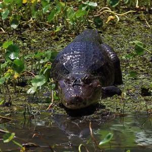 Spectacled Caiman - Facts, Diet, Habitat & Pictures on Animalia.bio