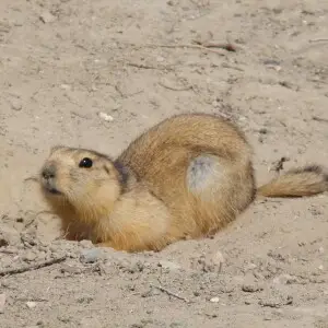 Yellow ground squirrel - Facts, Diet, Habitat & Pictures on Animalia.bio