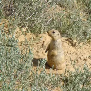 Yellow ground squirrel - Facts, Diet, Habitat & Pictures on Animalia.bio