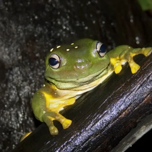 Magnificent tree frog - Facts, Diet, Habitat & Pictures on Animalia.bio