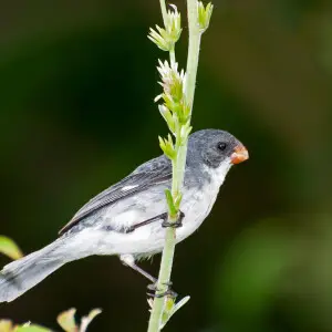 White-bellied seedeater - Facts, Diet, Habitat & Pictures on Animalia.bio